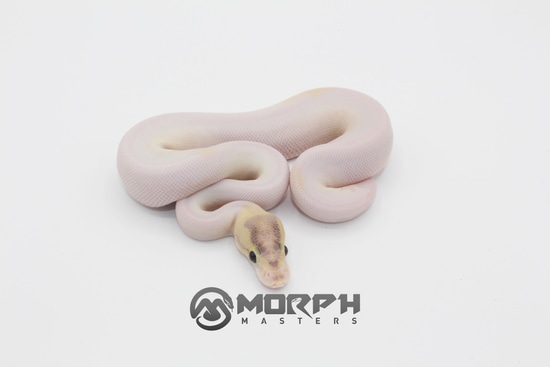 Ivory Pied (Possible Super OD) Het Clown Ball Python by MorphMasters