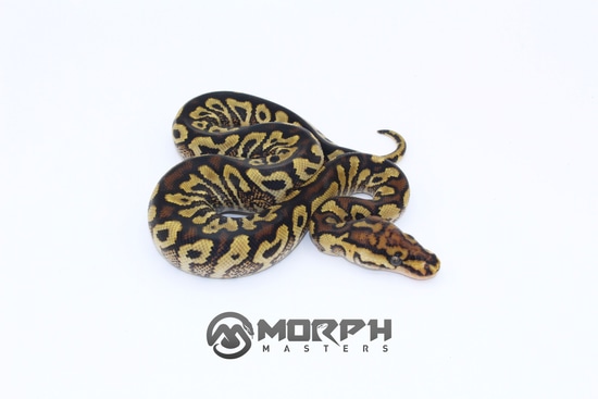Spotnose Hurricane Red Stripe Clown Ball Python by MorphMasters