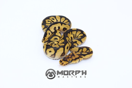 Spotnose Clown (Prob Redstripe) Ball Python by MorphMasters