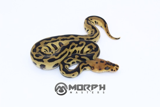 Batman Ball Python by MorphMasters