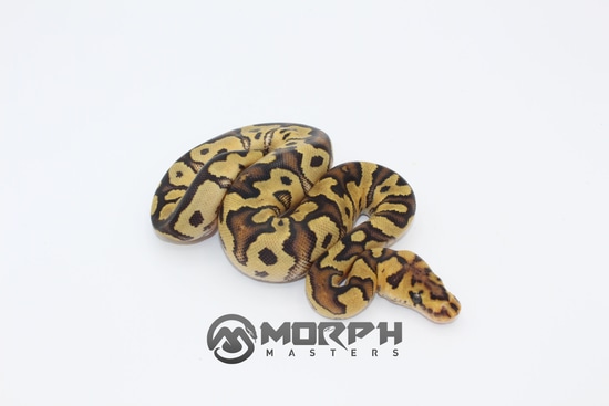 Fire Clown Ball Python by MorphMasters