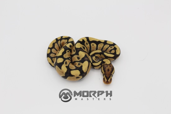 OD Fire Het Clown Ball Python by MorphMasters