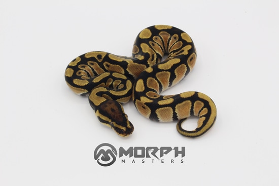 Orange Dream Het Clown Ball Python by MorphMasters