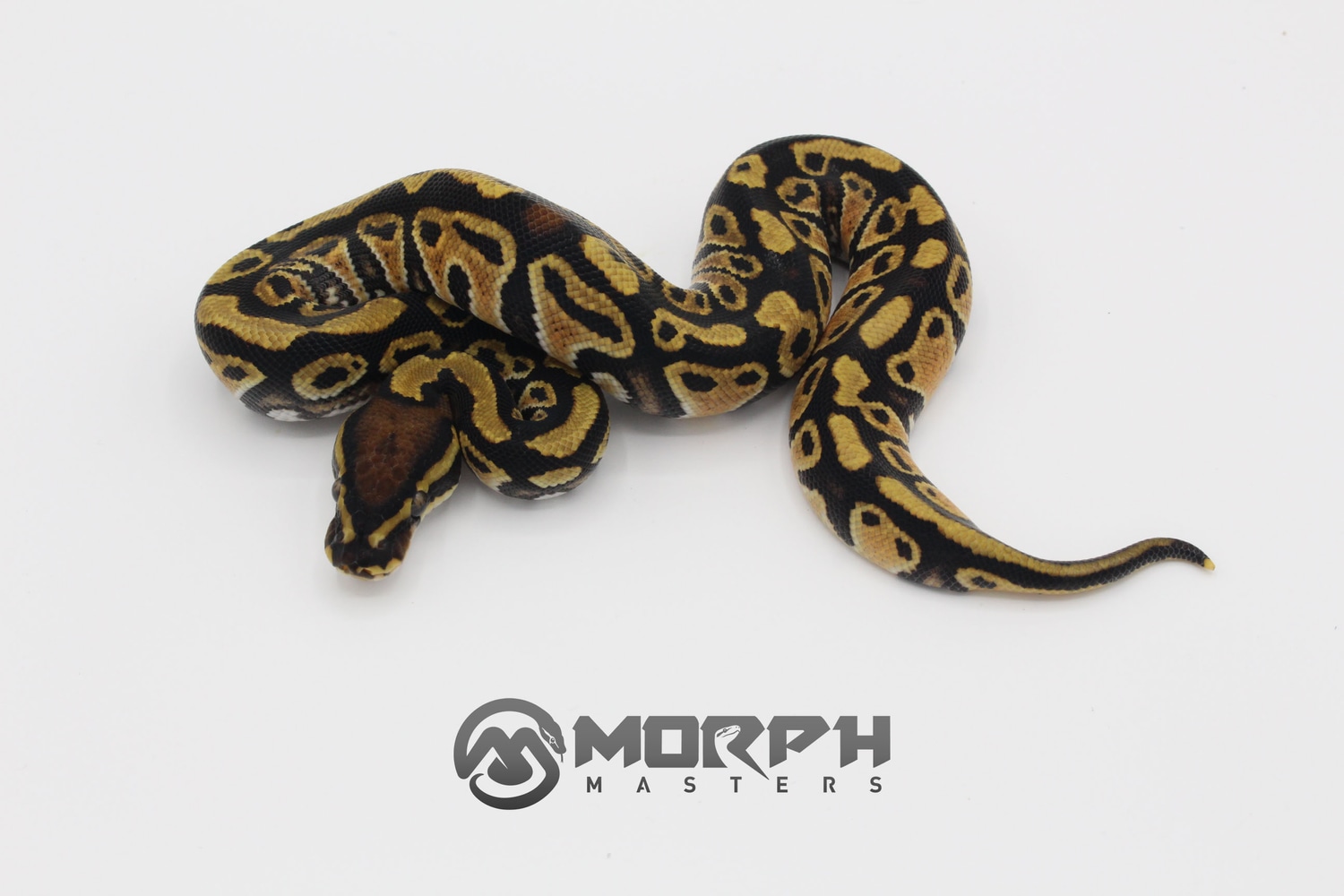 Orange Dream Hurricane Het Clown Ball Python by MorphMasters - MorphMarket