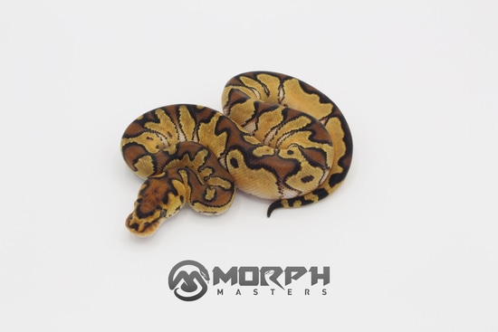 Enchi OD Hurricane Clown Ball Python by MorphMasters