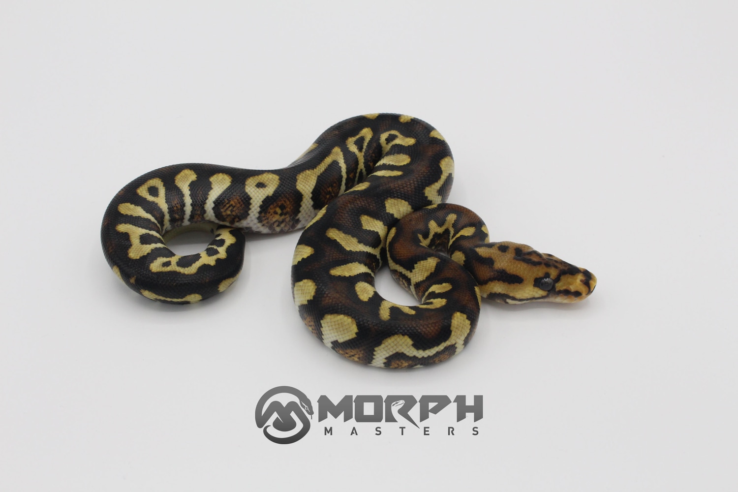 Red Stripe YB Dark Knight / Chocolate Pompeii Ball Python by ...