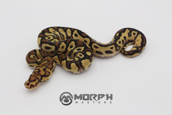 OD Fire Hurricane Clown Ball Python by MorphMasters