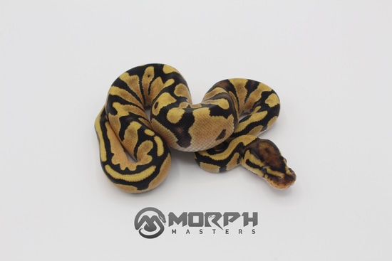 OD Fire Het Clown Ball Python by MorphMasters