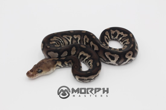 Cinnamon YB Dark Knight (Chocolate Spotnose Cinnamon Yellowbelly Clown ...