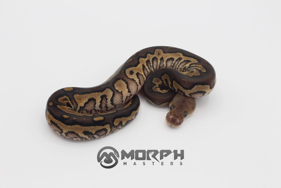 Cinnamon Chocolate Yellow Belly Clown Ball Python by MorphMasters