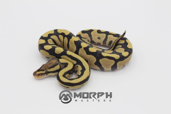 Fire Desert Ghost Het G-Stripe Ball Python by MorphMasters