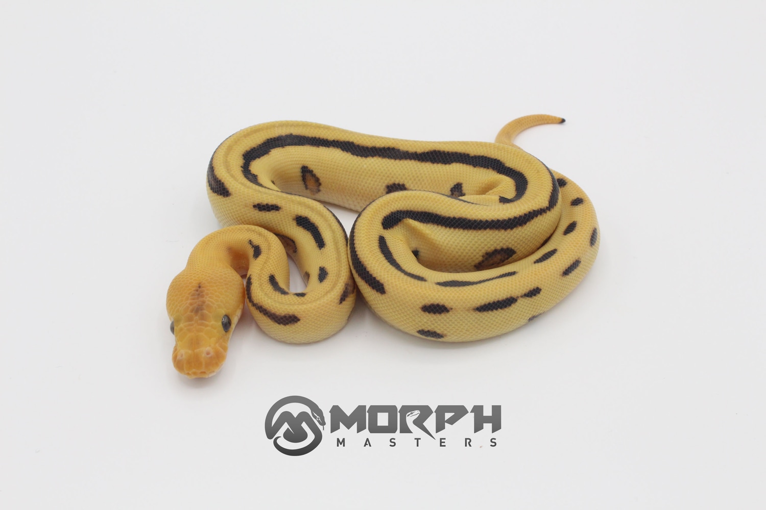 Fire Leopard Red Stripe DG Clown G-Stripe 50% Het Pied Ball Python by ...