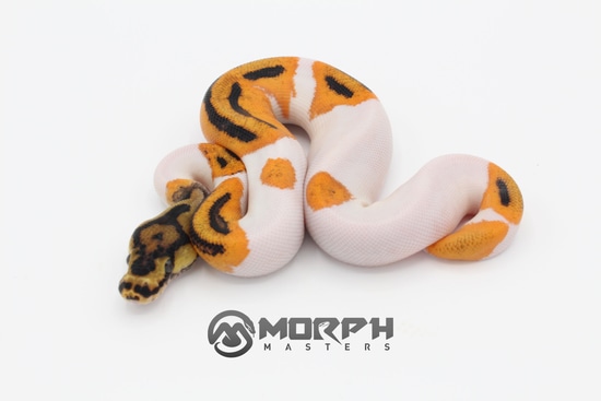 ODYB Clown Pied Ball Python by MorphMasters