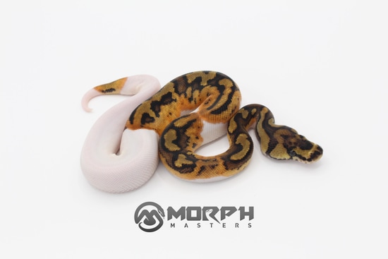 Clown Pied Ball Python by MorphMasters