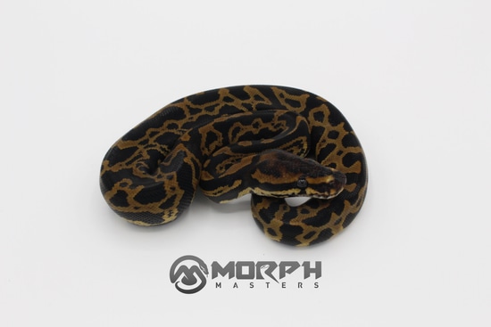 Leopard Hurricane Confusion Het Clown Ball Python by MorphMasters