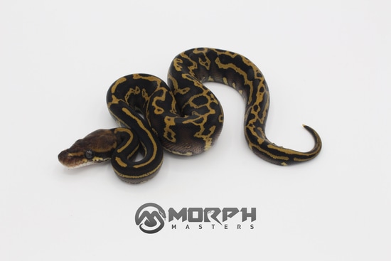 Confusion Hurricane Leopard GHI Mojave Het Clown Ball Python by ...