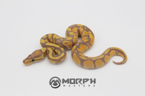 OD Coral Glow Dbl Het Clown Pied Ball Python by MorphMasters