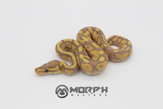 ODYB Coral Glow Dbl Het Clown Pied Ball Python by MorphMasters