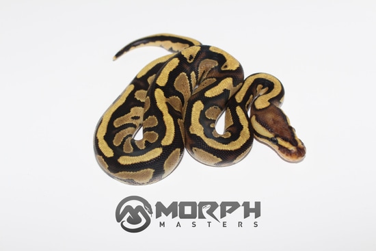 Fire Quad Het G-Stripe Pied Clown DG Ball Python by MorphMasters