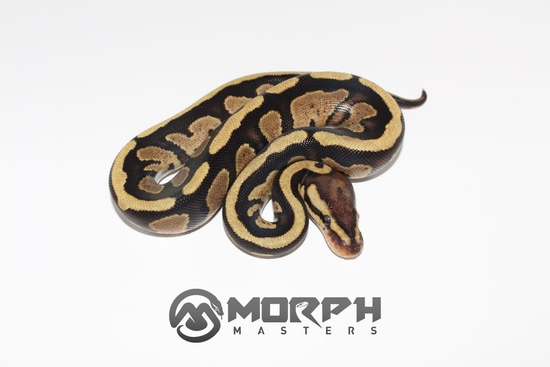 Fire Quad Het DG Clown G-Stripe Pied Ball Python by MorphMasters