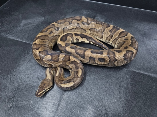 Leopard Redstripe Yellowbelly Triple Het DG Clown Pied Ball Python by MorphMasters