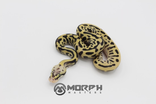 Firefly Spotnose Leopard DG Triple Het Clown Pied G-Stripe Ball Python by MorphMasters