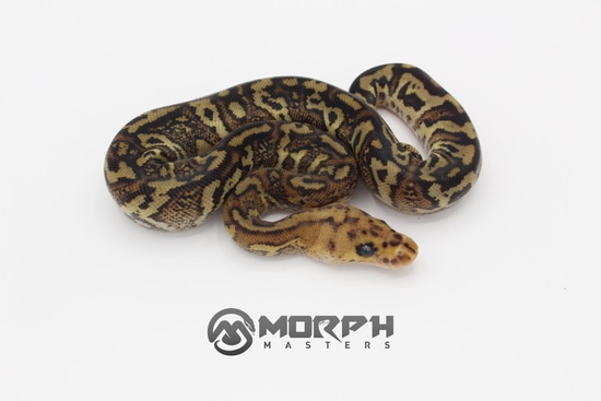 Fire Hurricane Stranger Spotnose Clown 50% Het Monsoon Ball Python by ...