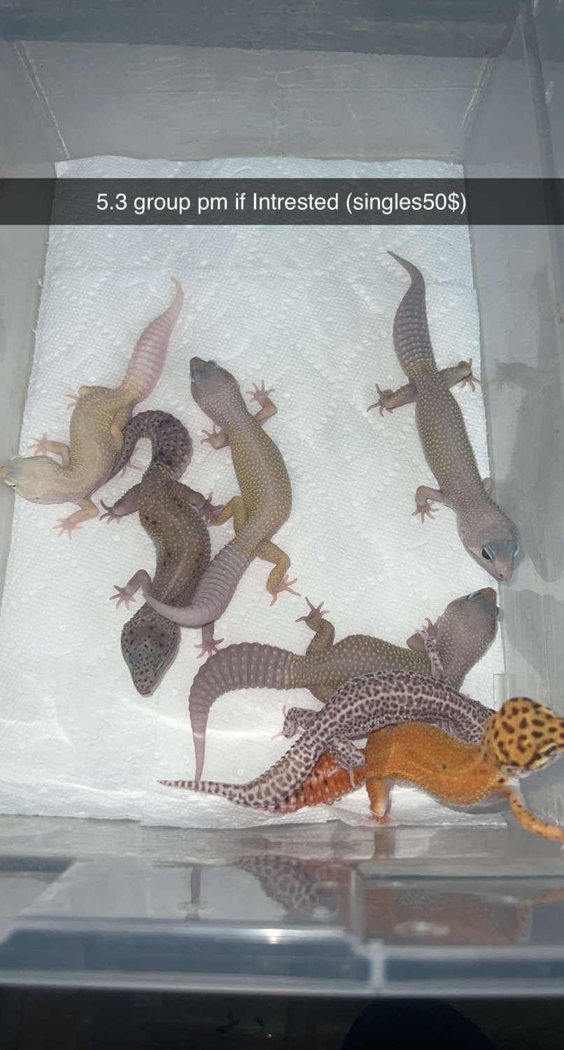 Super Snow Leopard Gecko by Powell’s pets - MorphMarket