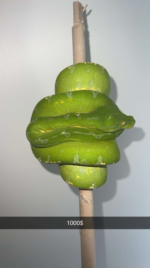 Sorong Green Tree Python by Powell’s pets