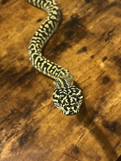 Proven Male Zebra Carpet Jungle Carpet Python by Reptishack