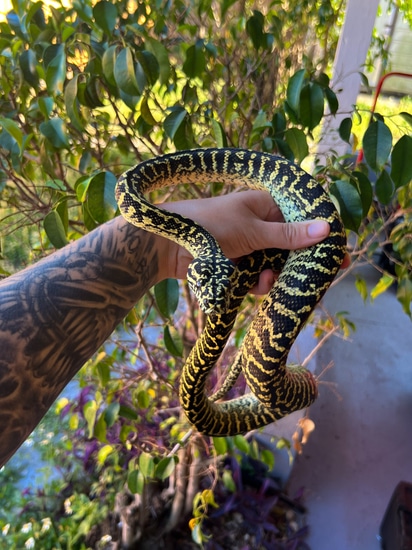 Proven Male Zebra Carpet Jungle Carpet Python by Reptishack