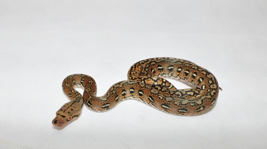 Aztec Het Albino 50% Borneo Blood Reticulated Python by Mariusz Chełstowski
