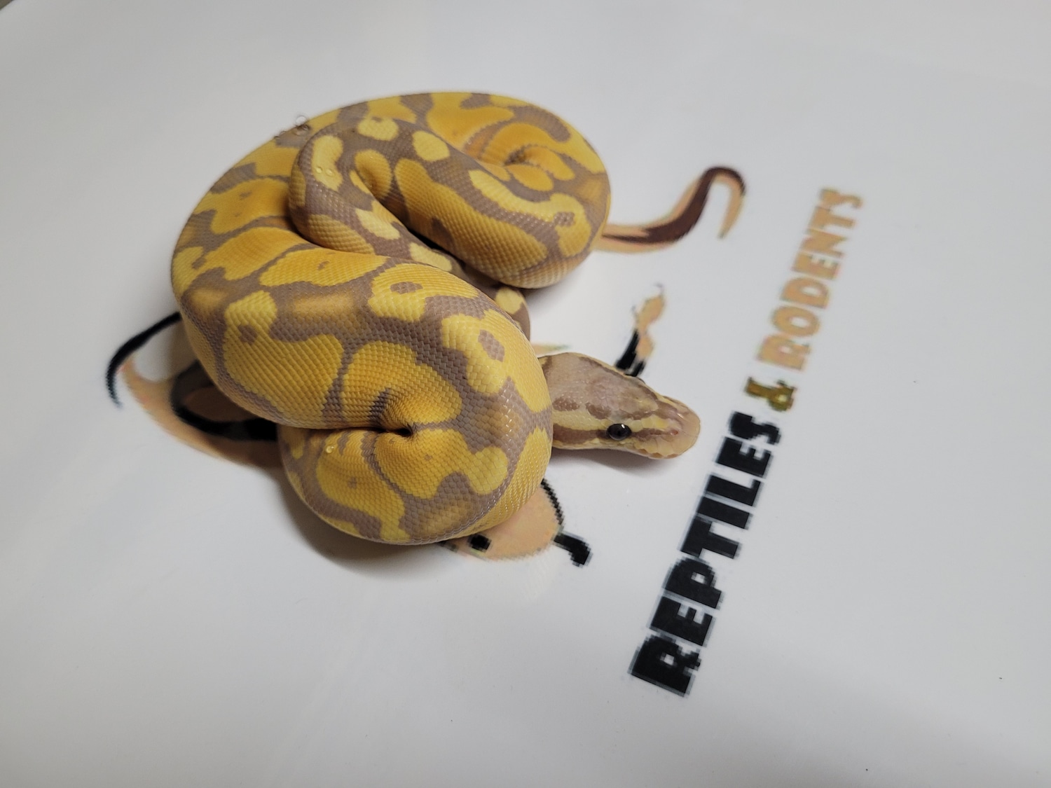 Banana Yellow Belly 50% Het Hypo 50% Clown 50% Albino Ball Python by ...