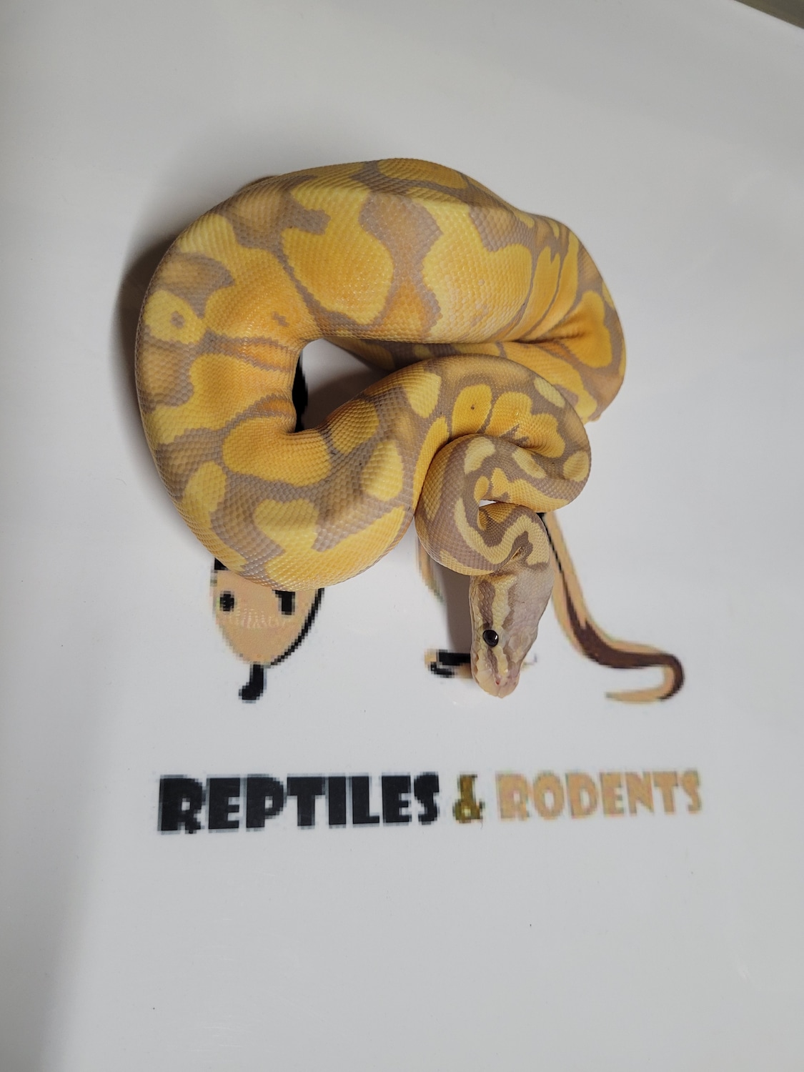 Banana Yellow Belly 50% Het Hypo 50% Clown 50% Albino Ball Python by ...