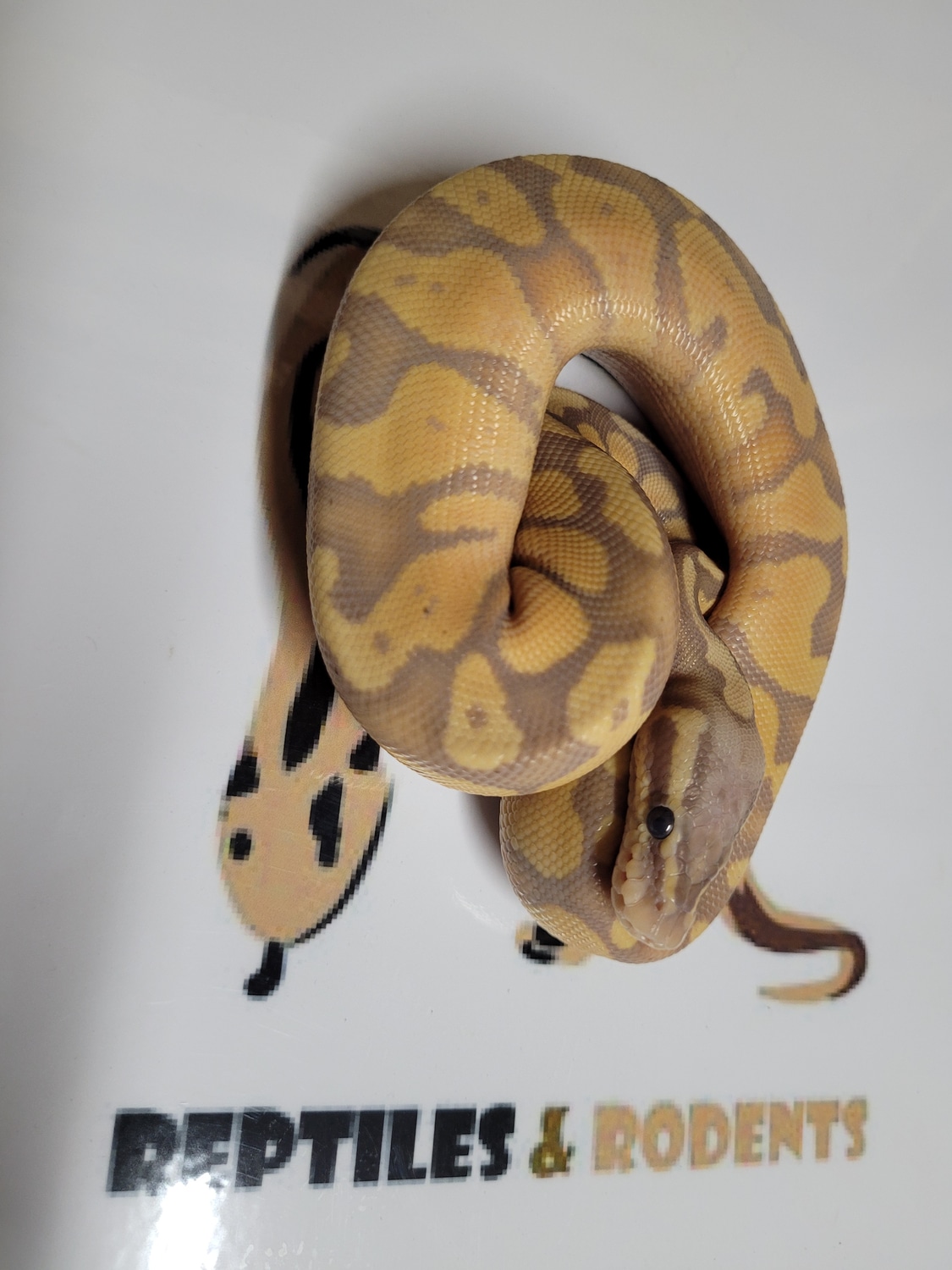 Banana Yellow Belly Pastel 50% Het Hypo 50% Clown 50% Albino Ball ...