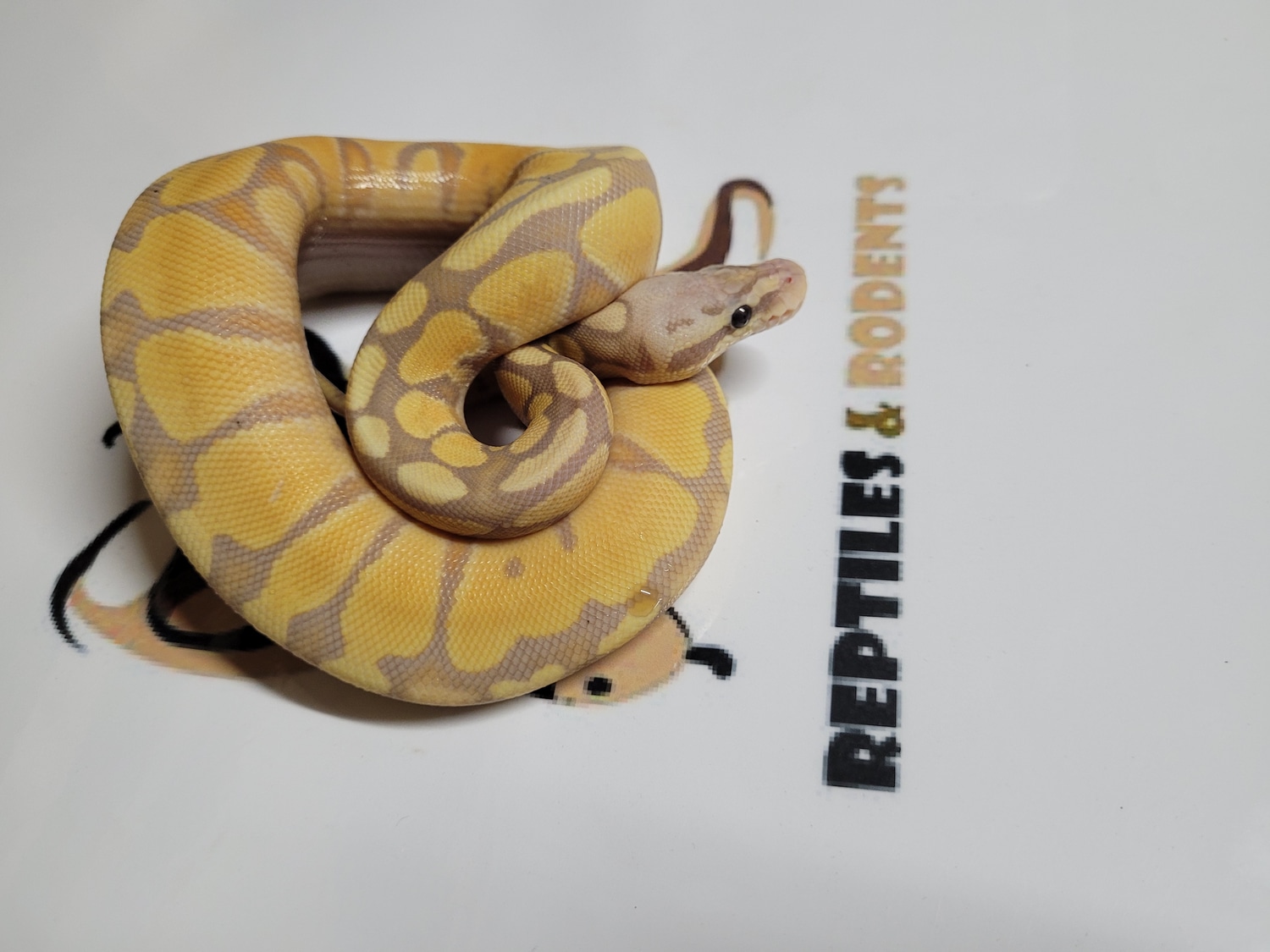 Banana Yellow Belly Pastel 50% Het Hypo 50% Clown 50% Albino Ball ...