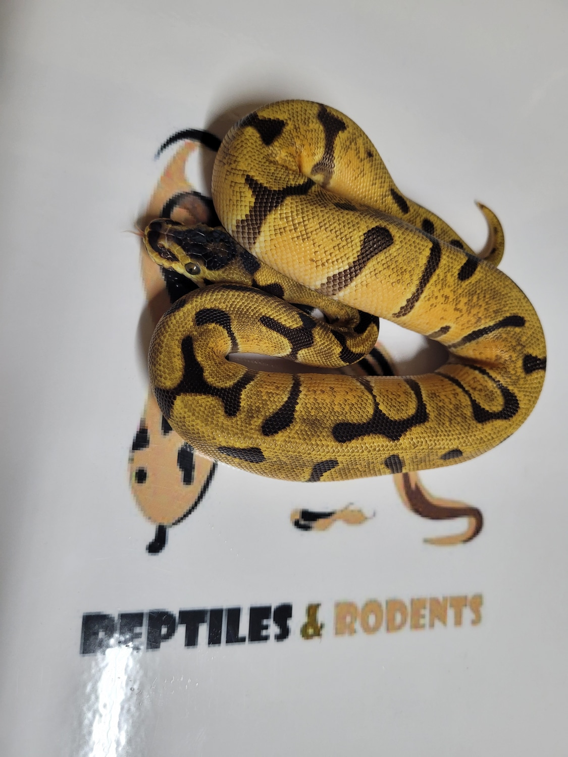 Super Enchi Orange Dream Ball Python by Reptiles and Rodents - MorphMarket