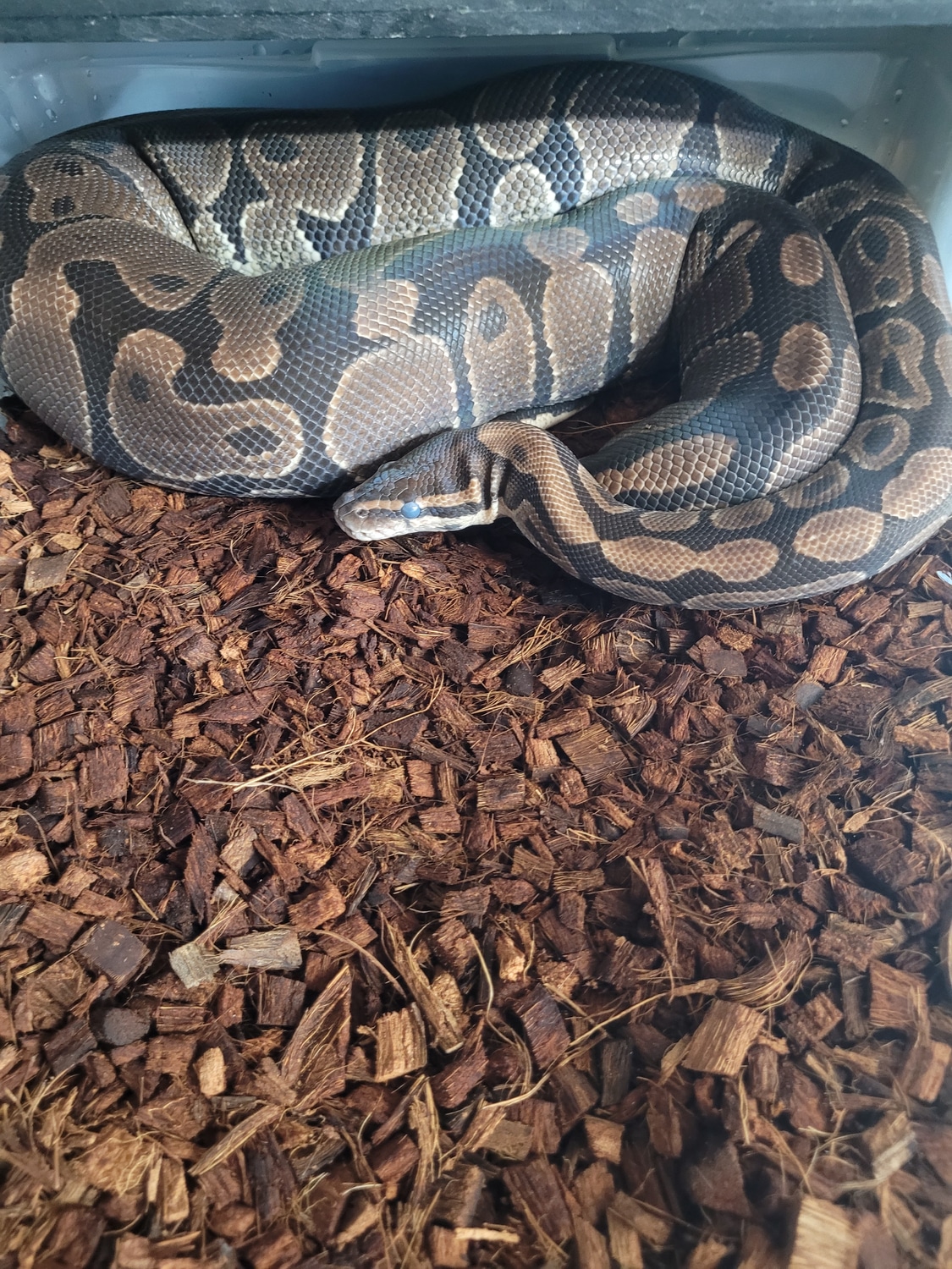 Het Albino Ball Python by Reptiles and Rodents - MorphMarket