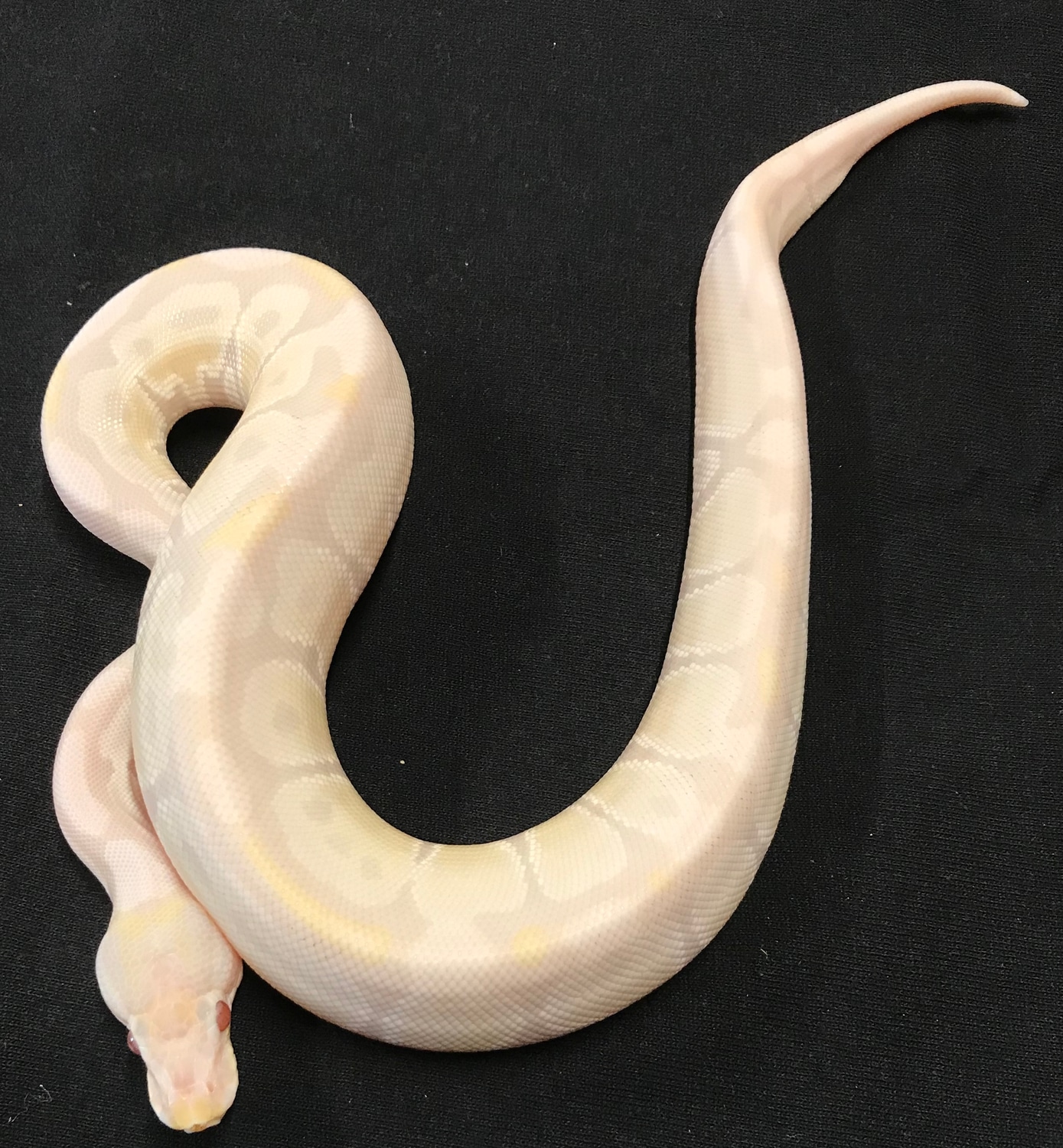 Vpi Lavender Snow Ball Python by FairPlay Pythons, LLC - MorphMarket