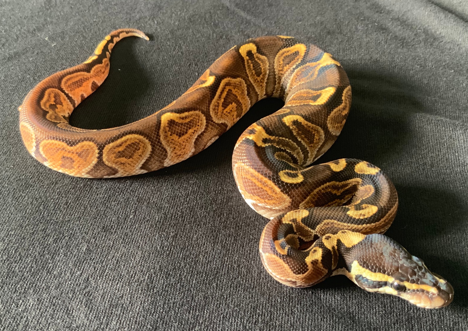 Enchi Mojave GHI Ball Python by FairPlay Pythons, LLC - MorphMarket