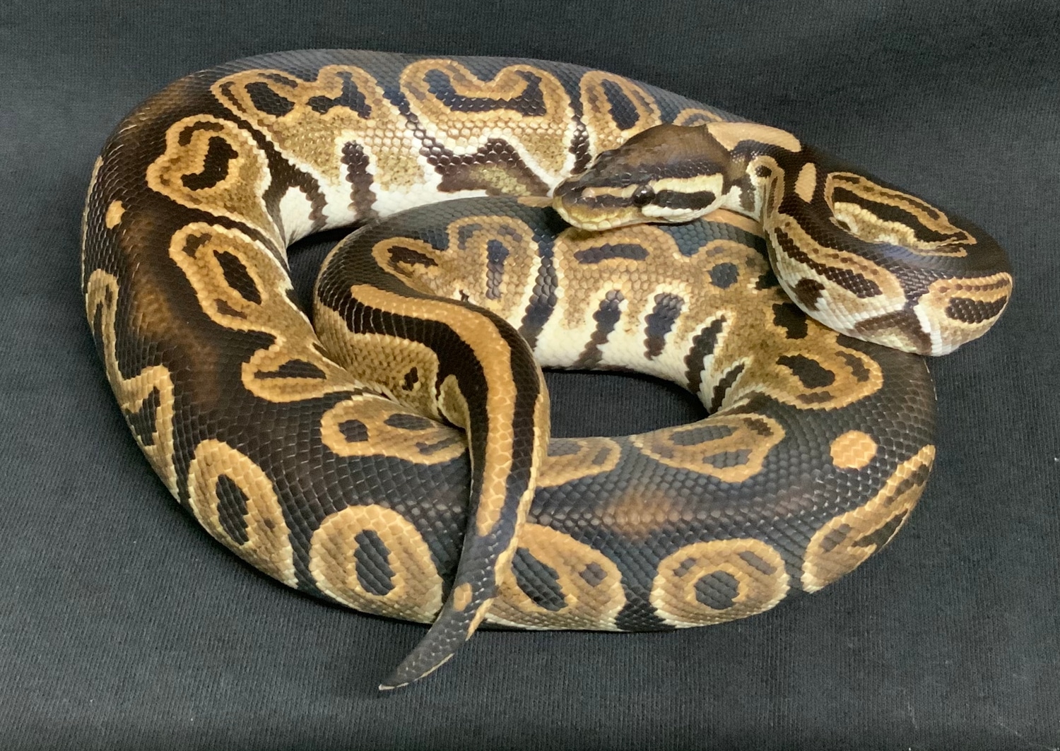 2017 Black Pastel 100% Het Ultramel Ball Python by FairPlay Pythons ...
