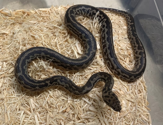 Stripped Spotted Python Pair by FairPlay Pythons, LLC