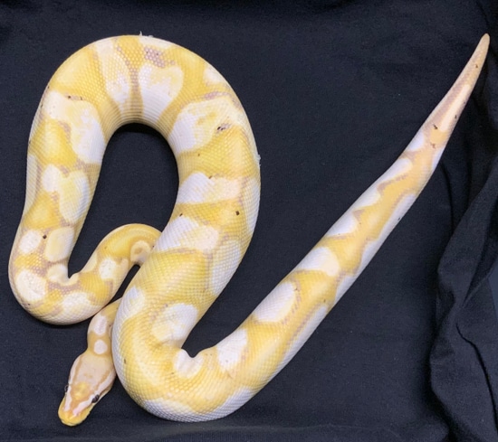 Banana Pastel Sugar Ball Python by FairPlay Pythons, LLC