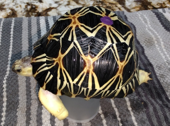 Radiated Tortoise by FairPlay Pythons, LLC