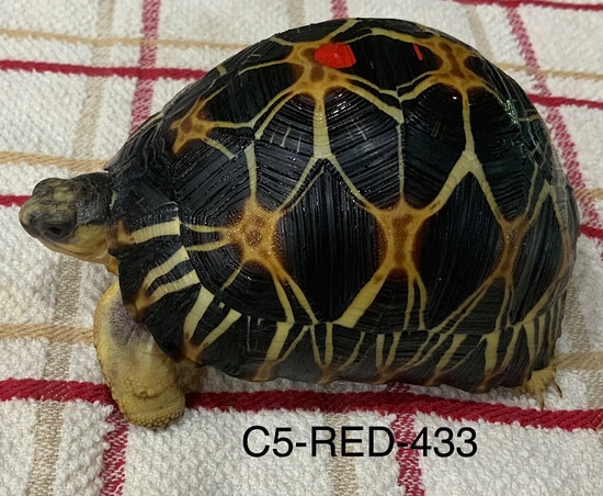 3 Yr Old Radiated Tortoise by FairPlay Pythons, LLC