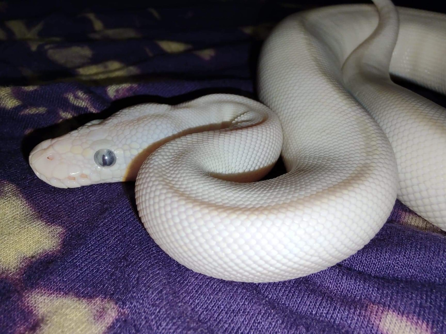 BEL Ball Python by FairPlay Pythons, LLC - MorphMarket