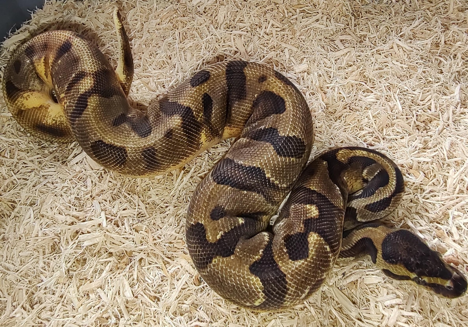 Enchi Pied Ball Python by FairPlay Pythons, LLC - MorphMarket