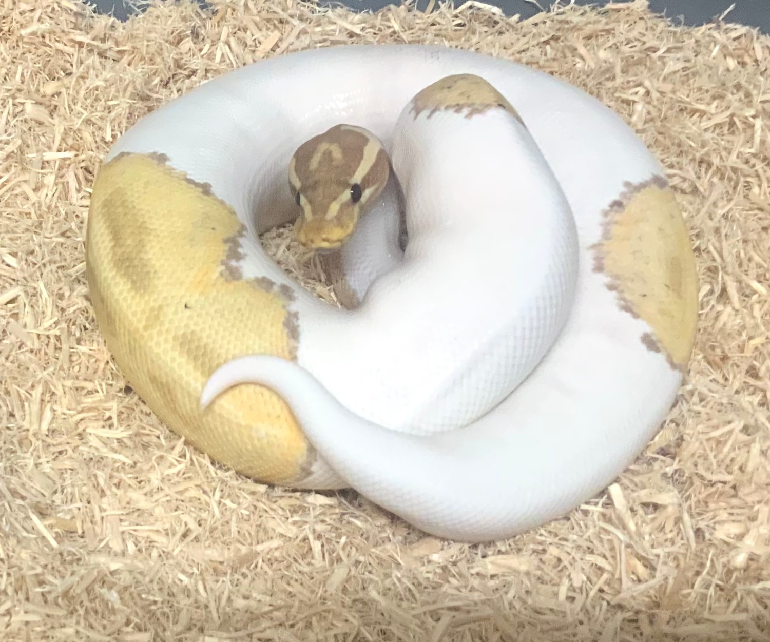 OD Banana Pied Ball Python by FairPlay Pythons, LLC - MorphMarket