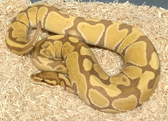 Ultramel Ball Python by FairPlay Pythons, LLC