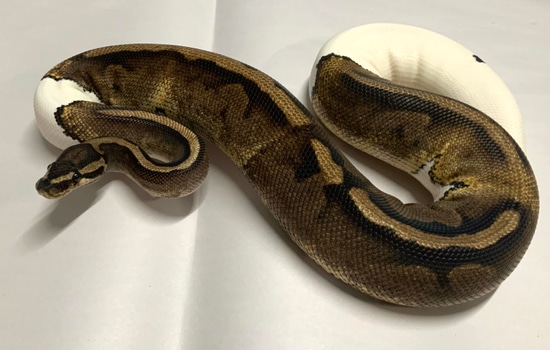 Pied 100% Het Caramel Ball Python by FairPlay Pythons, LLC